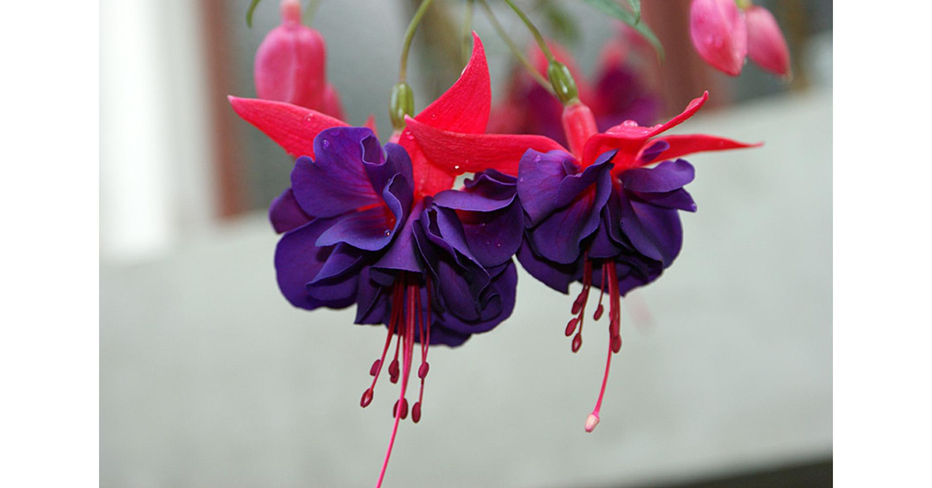 Fuchsia Maori Maid / Óriásvirágú fukszia - Muskátli- és balkonnövények ...